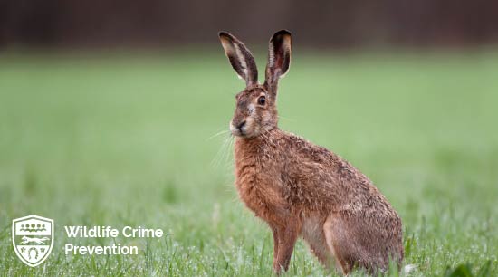 Animal Crime
